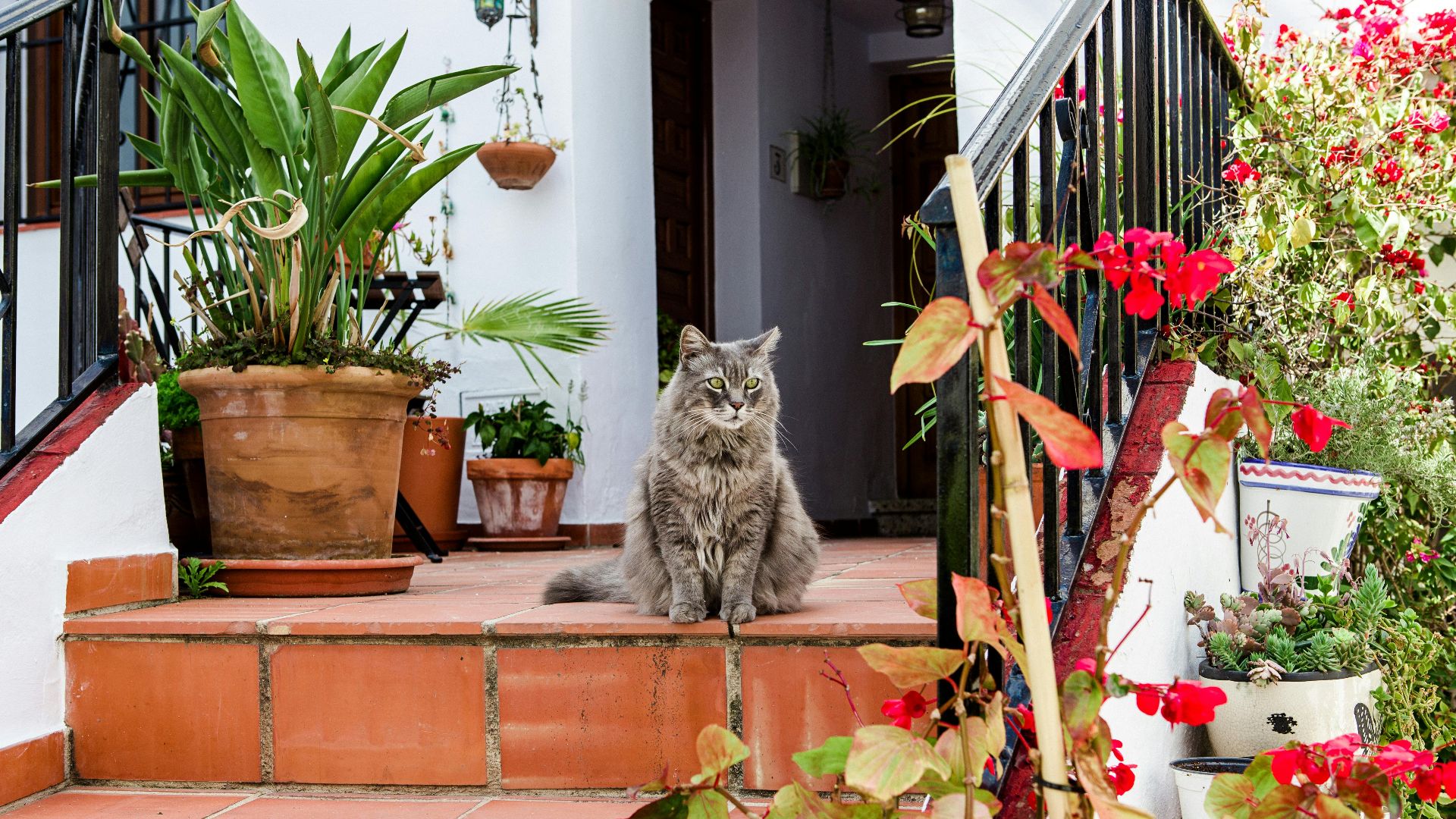Why You Should Consider A Catio For Your Feline Companion