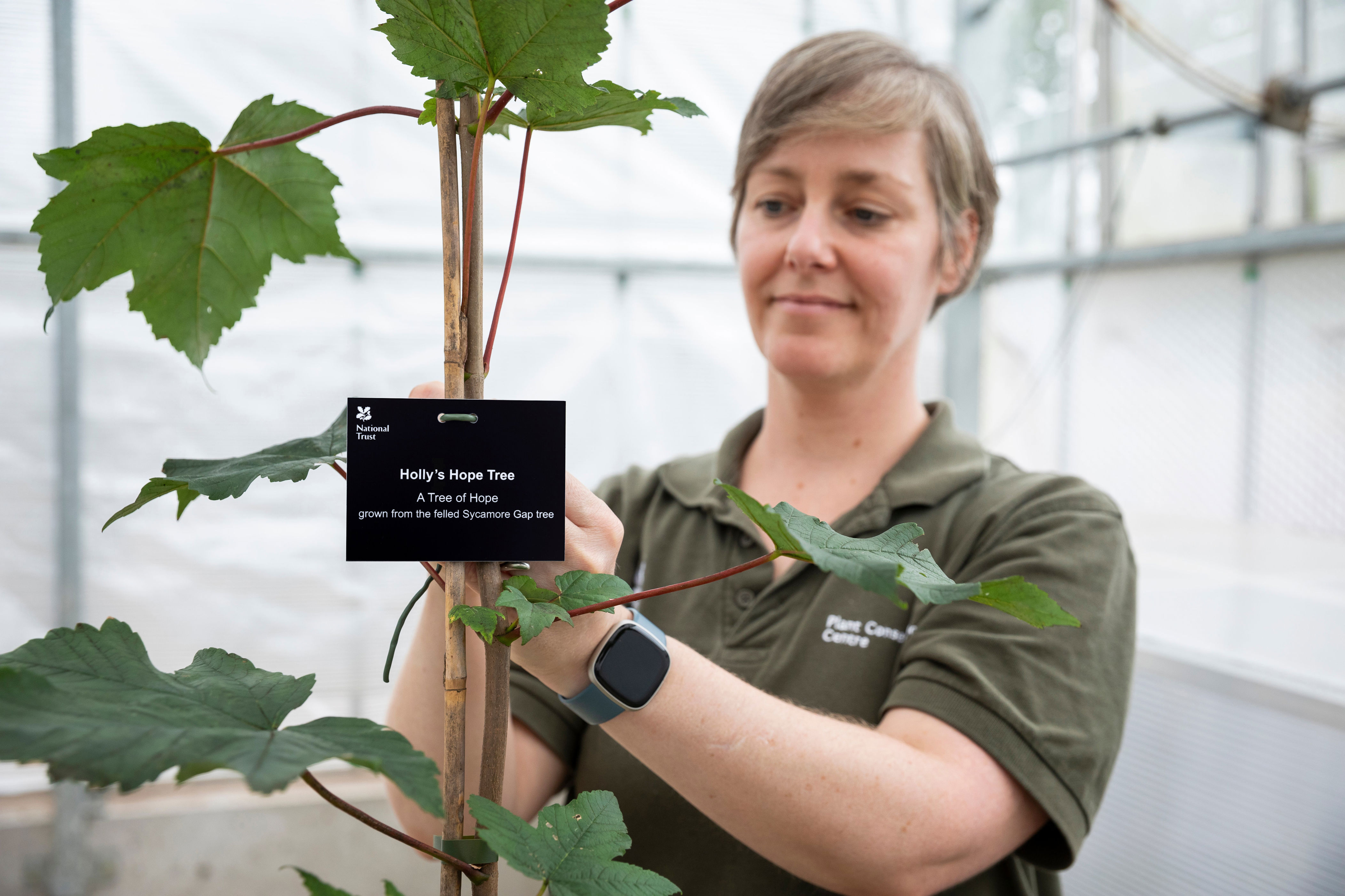 The ‘hopeful’ saplings from felled Sycamore Gap tree set to be planted