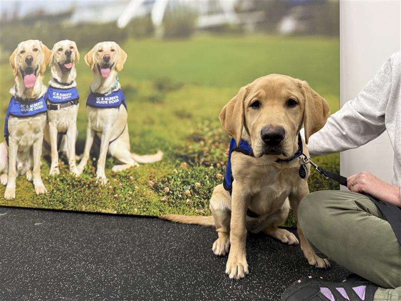 BC and Alberta Guide Dogs training facility opens in Edmonton