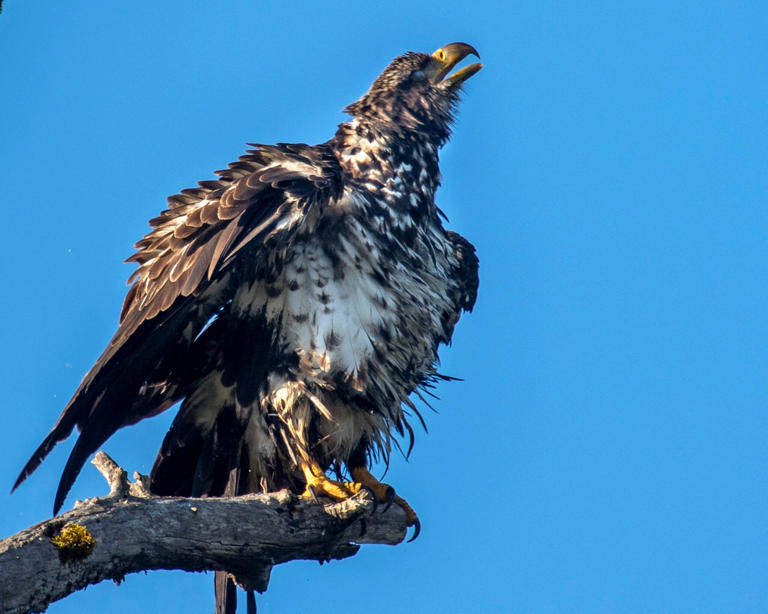 Bald Eagle Wrecks Motorist's Windshield With A Dead Cat In Bizarre Scene