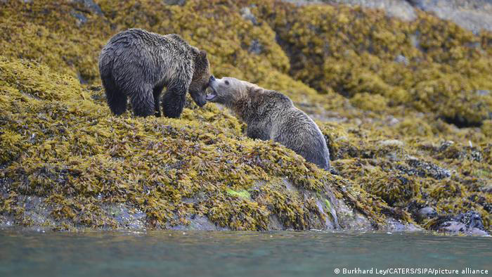 Grizzly bear attack on school group in Canada leaves 4 seriously hurt