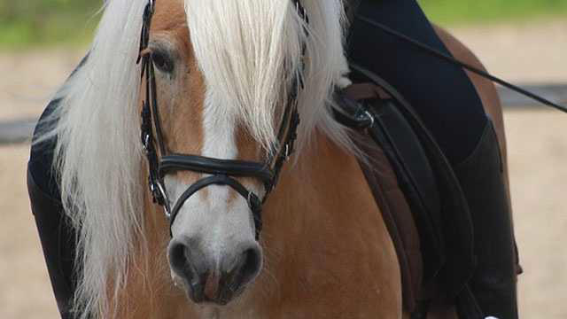 Animal officials give update on horses following rodeo postponement