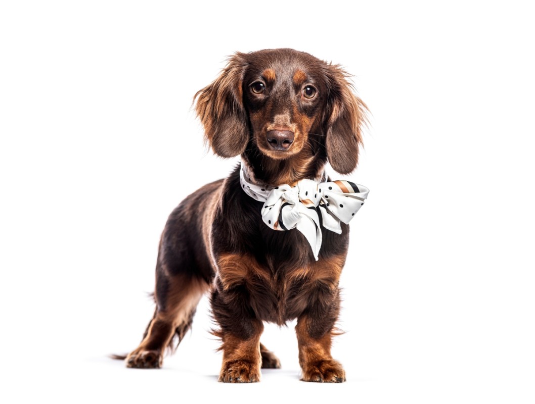 Dachshund Pup Runs Errands With Her Mom All Over NYC and She's the ...