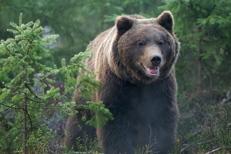 Grizzly bear kills one and injures 11 in attack on schoolchildren