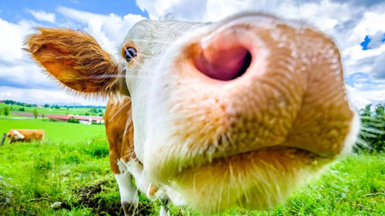 Do cows really love jazz? Exploring what music means for dairy animals