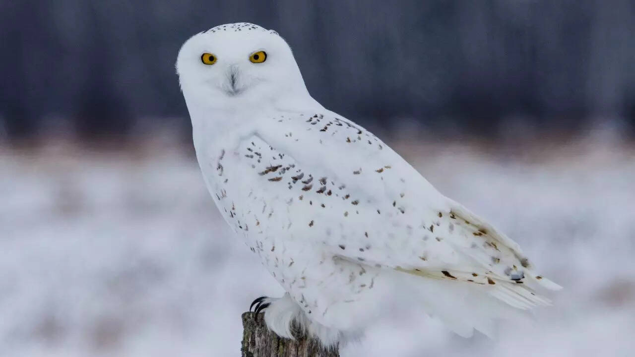 9 gorgeous white animals that reflect nature’s elegance