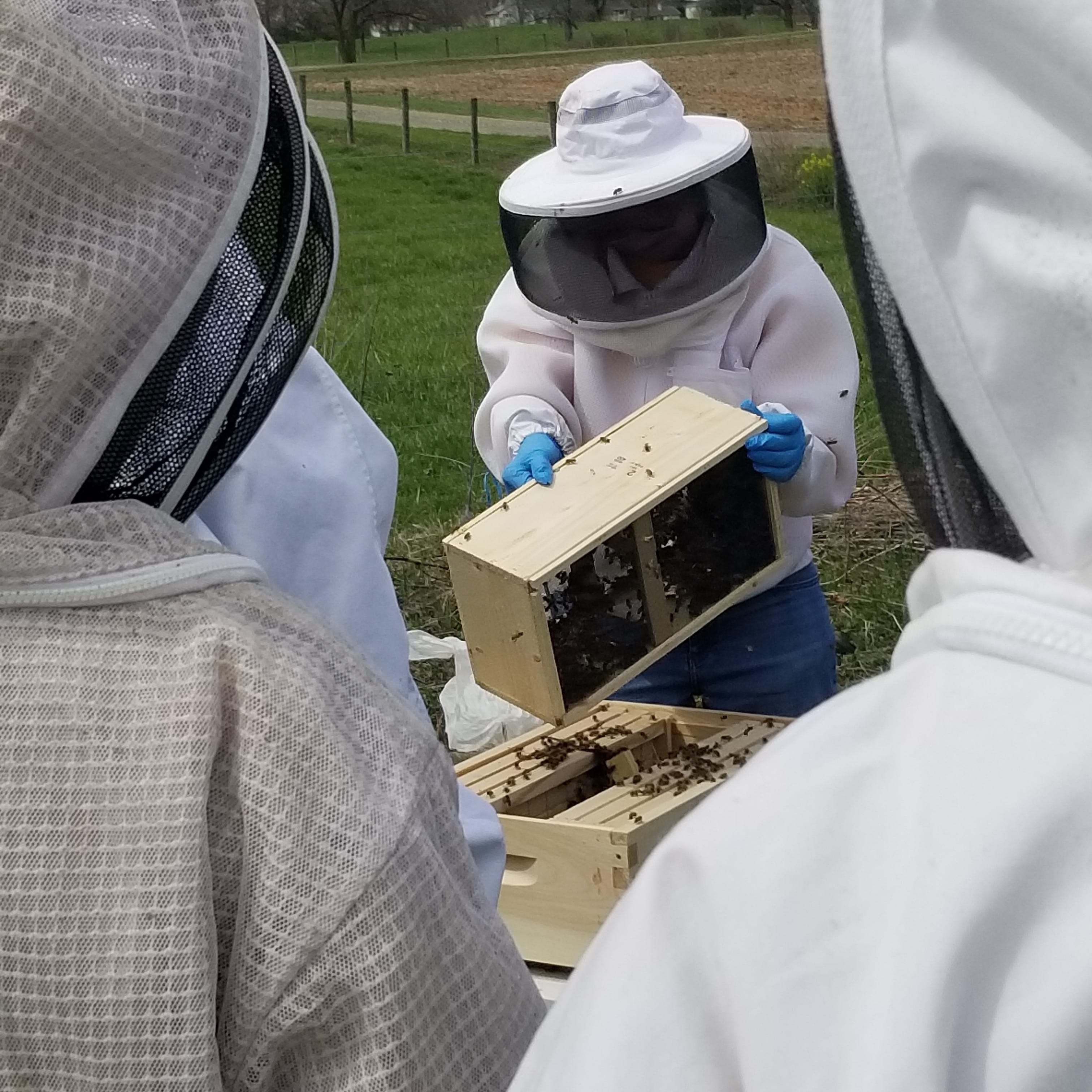 Free beekeeping school for military veterans will be available in 2026