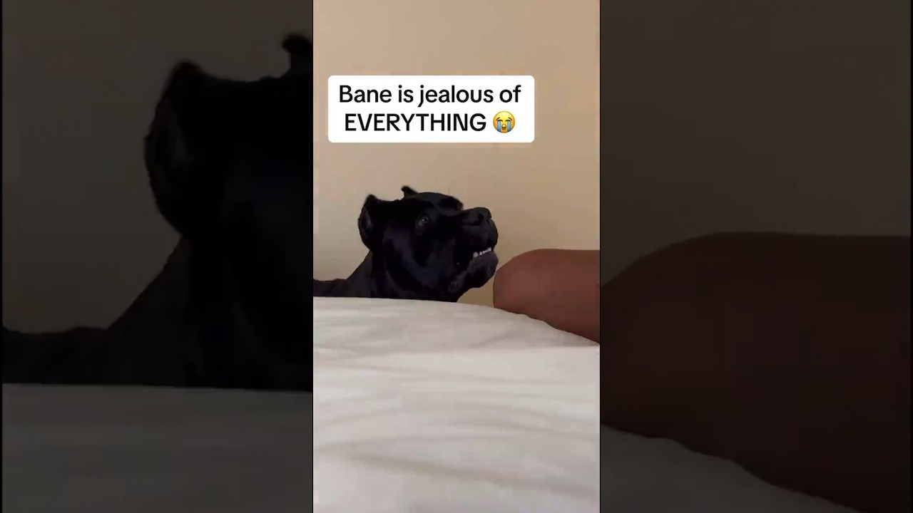 Big dog is even jealous of mom's stuffed animal