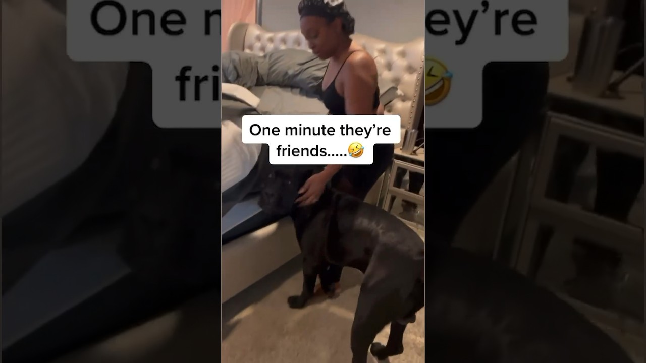 Dog and mom’s love-hate antics keep the house entertained