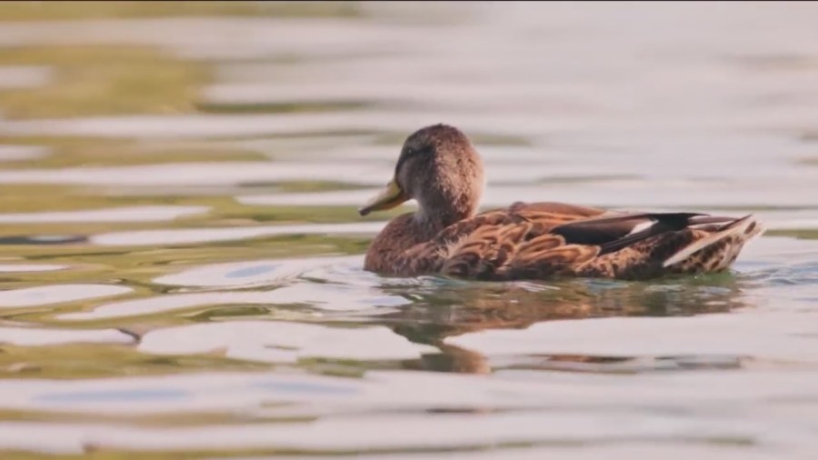 Opening day of duck season set to draw thousands to Arkansas’ flooded ...