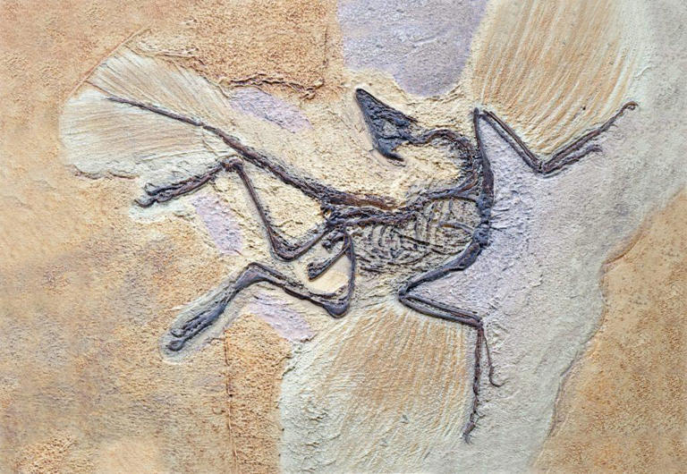 Meet the Newly Identified Predator from Triassic Times