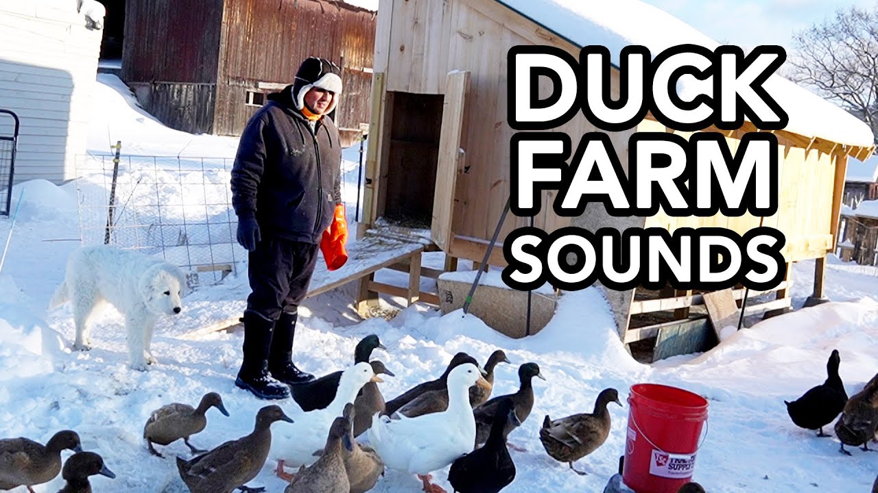 Relaxing ASMR morning chores on a busy duck and goose farm
