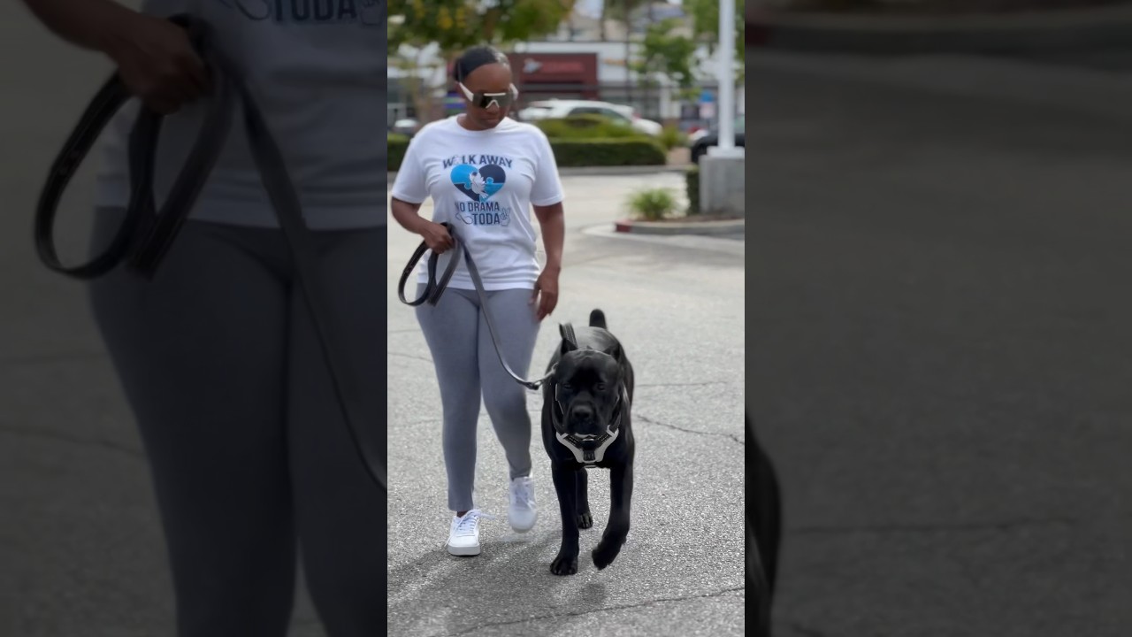 Mom realizes how big her dog really is when they go out in public