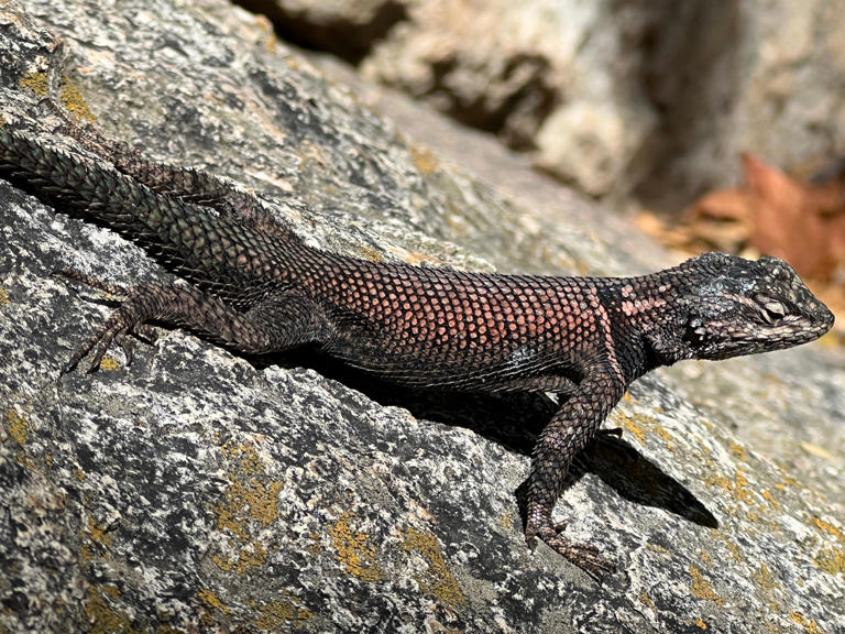 Advocates want to protect a lizard that's vanishing from Arizona's Sky ...