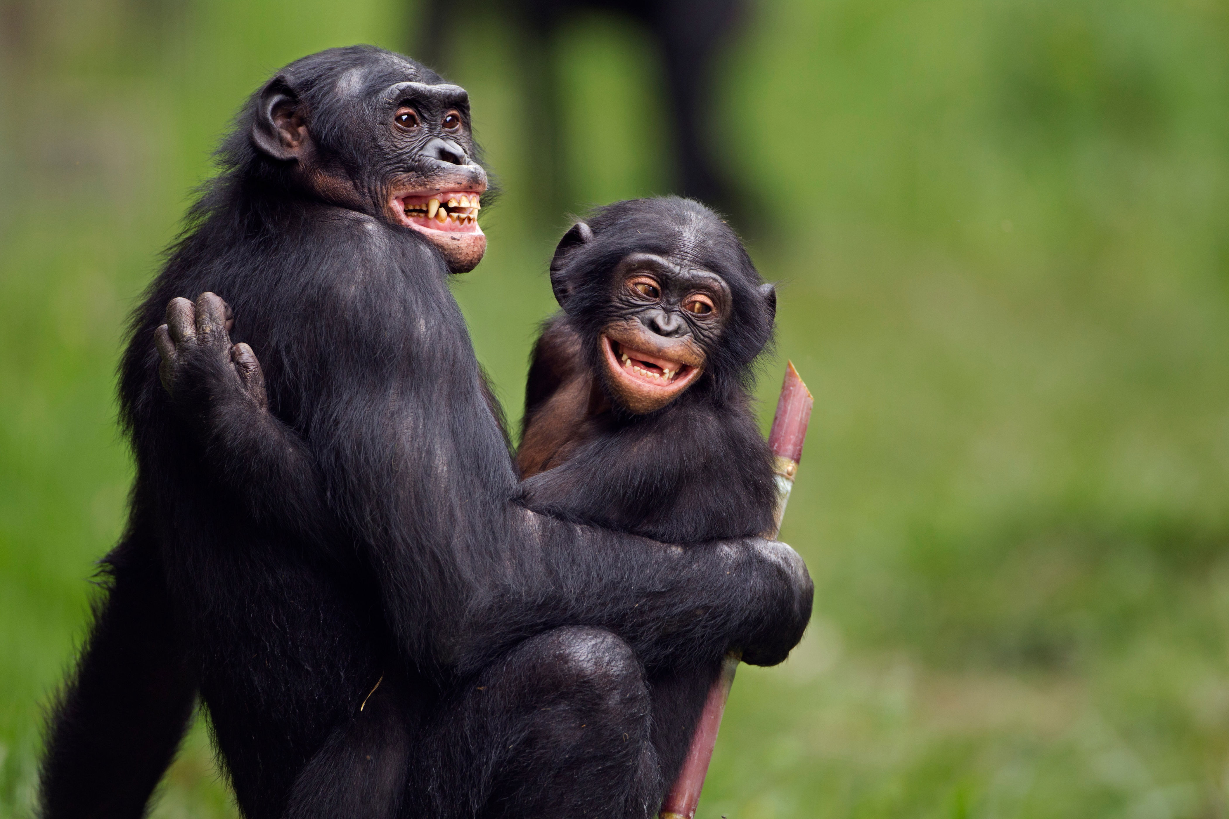 Ape Murder? Researchers Observe Unprecedented Assault in Normally ...