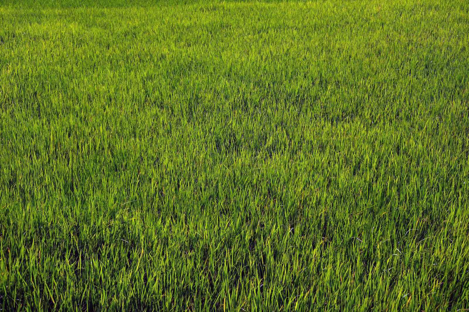 The World's Biggest Rice-Eating Countries Exposed - Plus 3 That Rarely ...