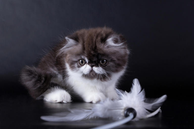 Adorable Persian Kitten Is Totally Giving Red Panda Vibes