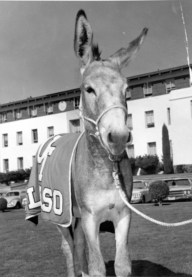 New UTEP apparel celebrates Texas Western College with donkey mascot ...