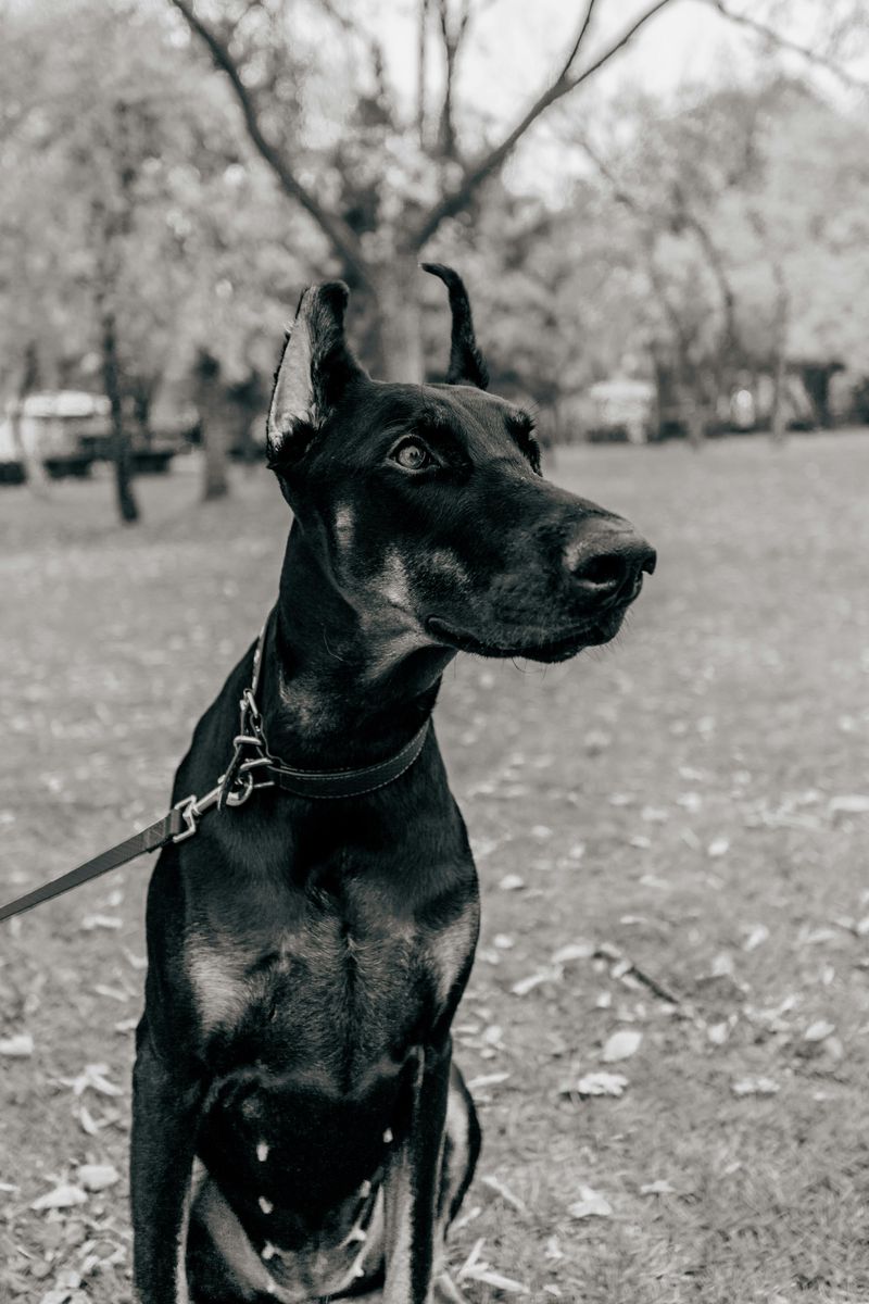 18 Brave Dog Types That Look Tough But Need Gentle, Patient Training