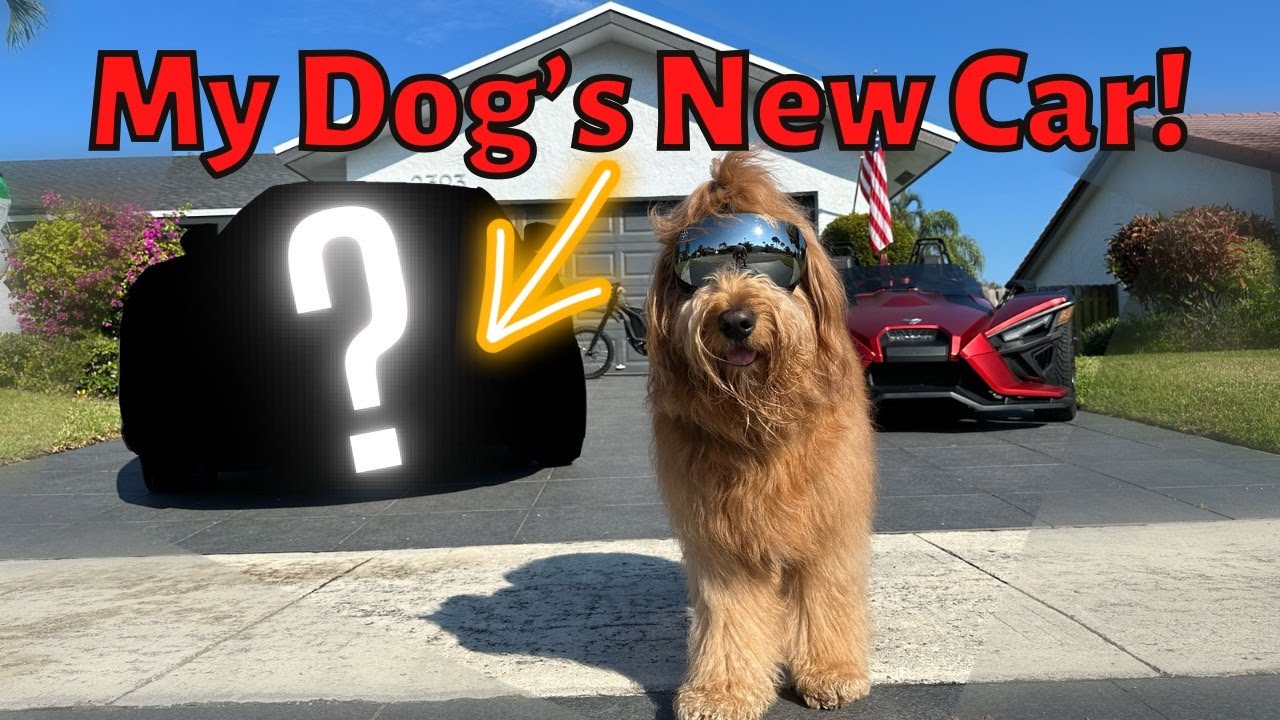Brody the Goldendoodle gets a Lamborghini! Epic dog day adventure