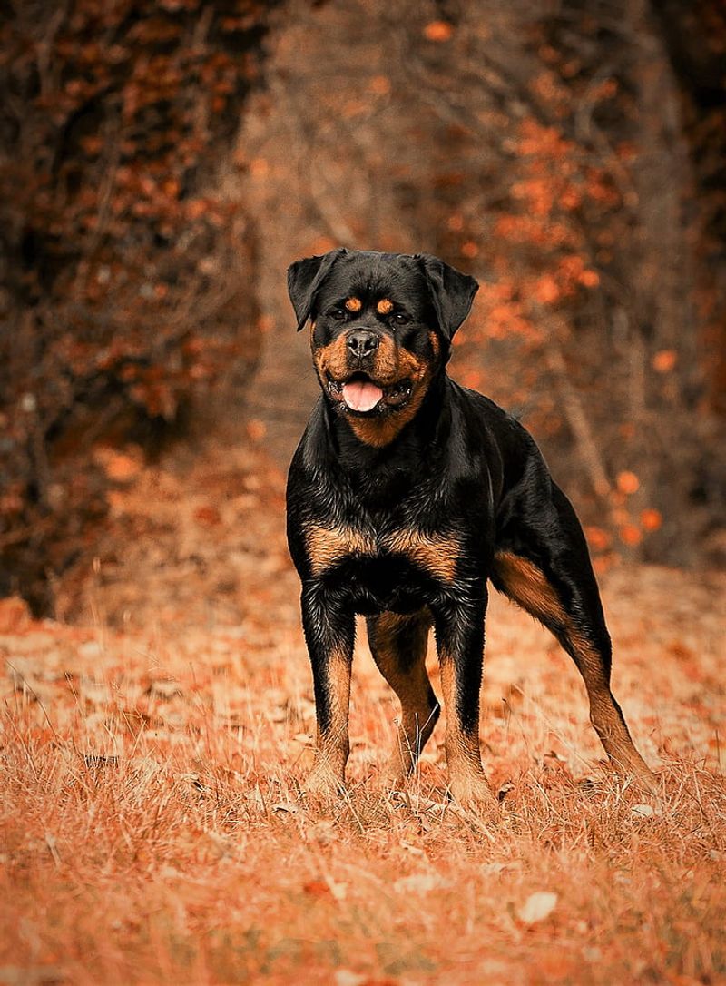 18 Brave Dog Types That Look Tough But Need Gentle, Patient Training
