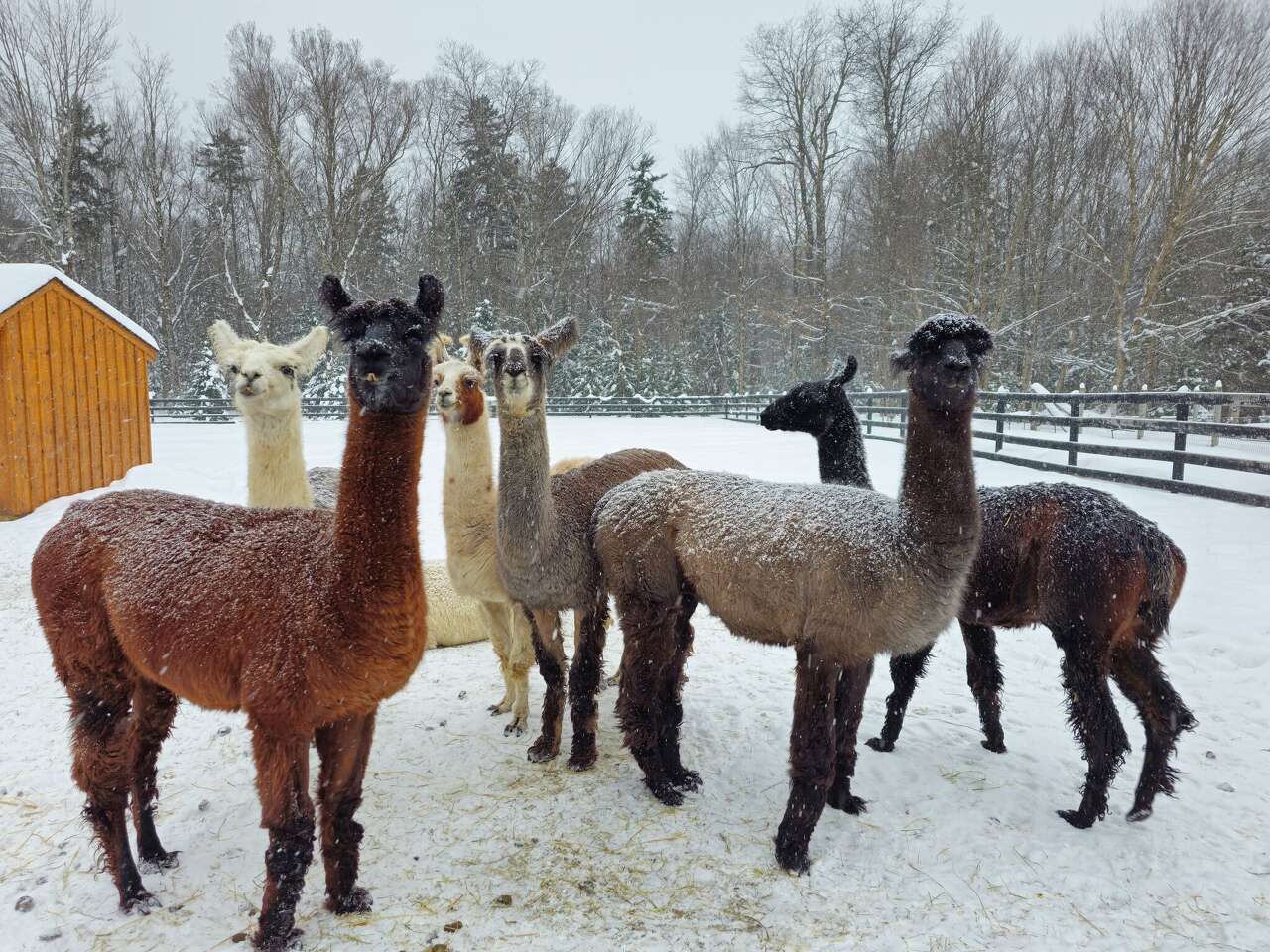 A woolly good time: Llama trekking in Old Forge