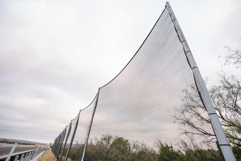 Monarch butterflies are dying on Texas roads as Trump threatens efforts ...