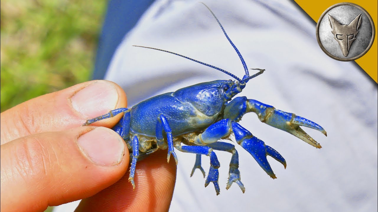 A rare look at the blue crayfish discovery