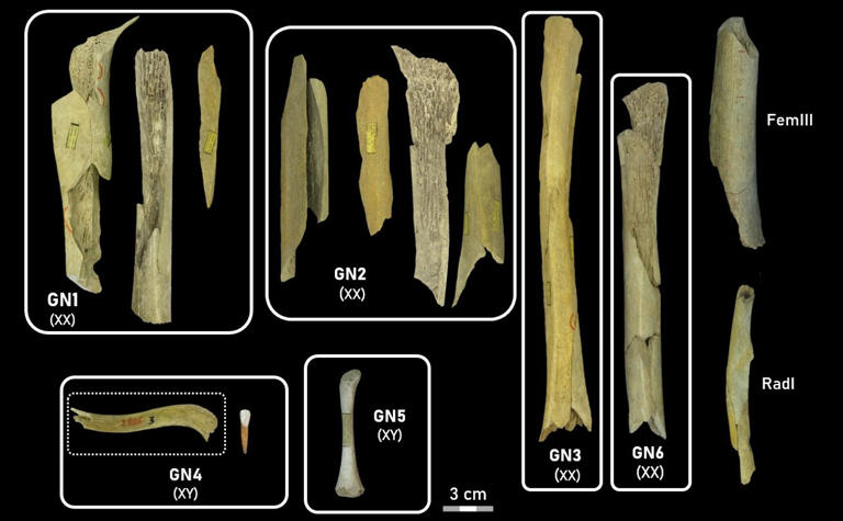 Neanderthal women and children were the victims of selective ...