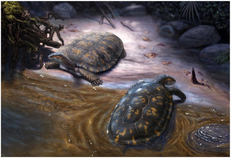 13-Million-Year-Old Turtle Fossil Named After Shakira