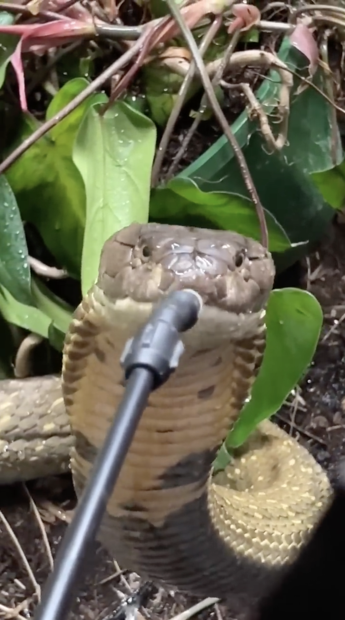 Giant King Cobra Stops for a Drink