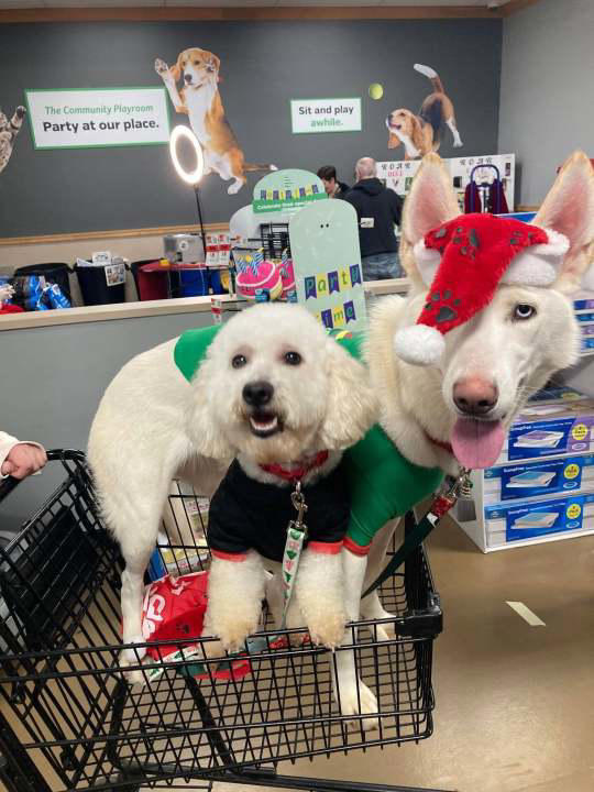 West MI animal rescue hosts Santa photo event for pets