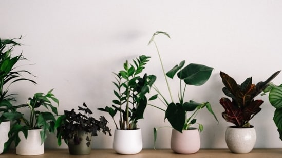 From ice cubes to cinnamon: 6 simple houseplant hacks that keep your ...