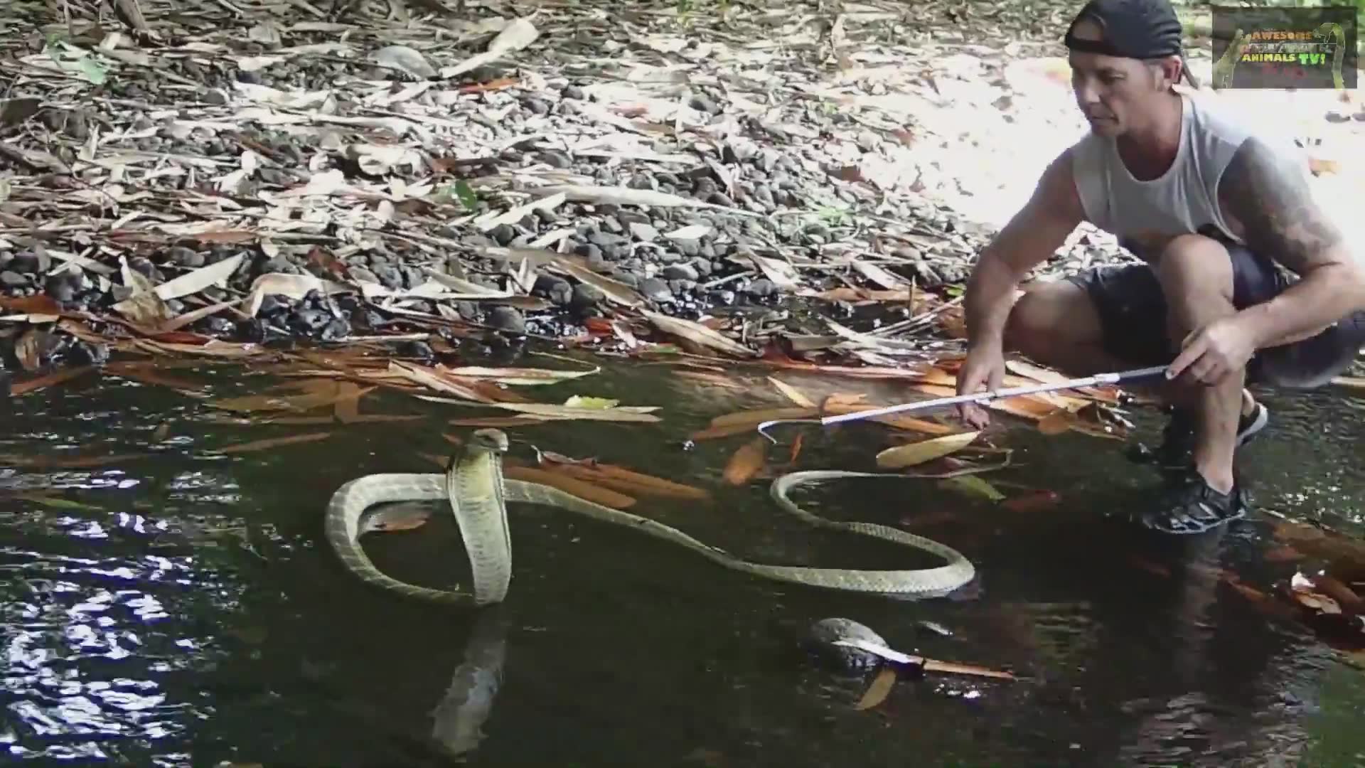 Hunting the mega king cobra | world's largest venomous snake with snake ...