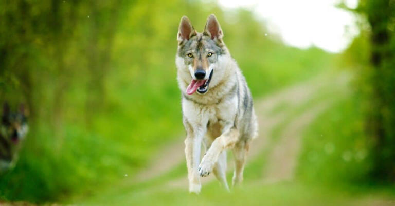 This Italian dog is winning the Olympics