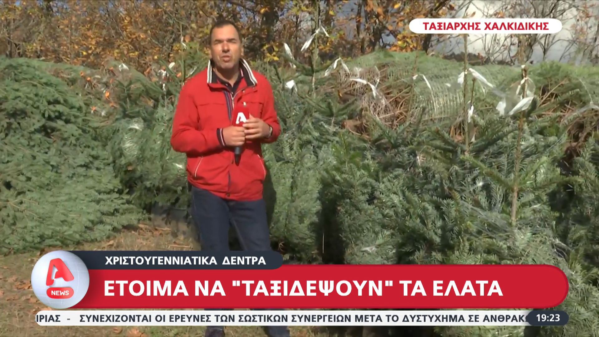 Χριστουγεννιάτικα δέντρα: Έτοιμα να "ταξιδέψουν" τα έλατα