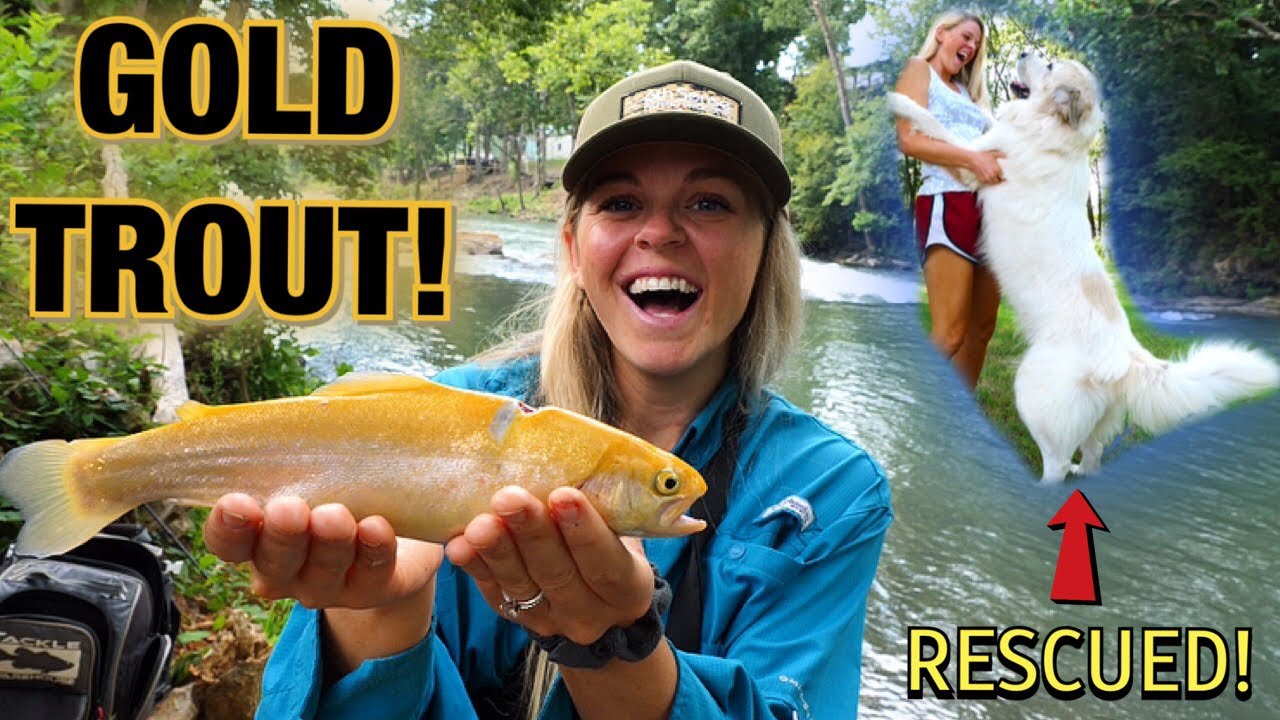 Caught ultra rare gold trout and rescued missing giant dog