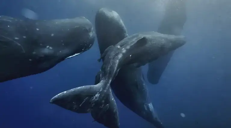 Cachalotes: todo sobre los gigantes marinos