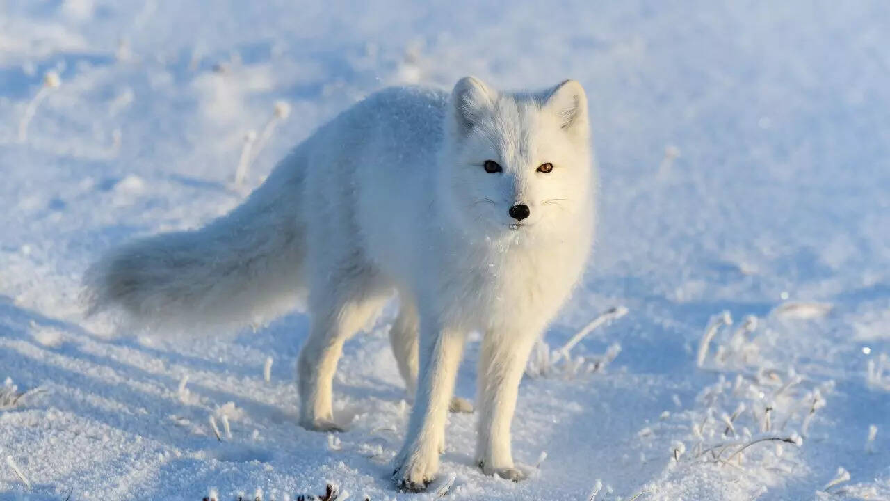 9 gorgeous white animals that reflect nature’s elegance