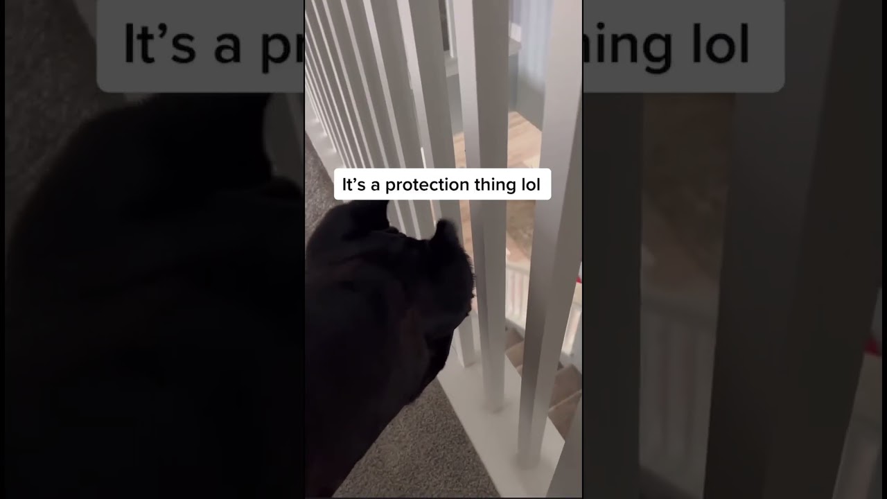 Dog insists on tagging along with mom everywhere