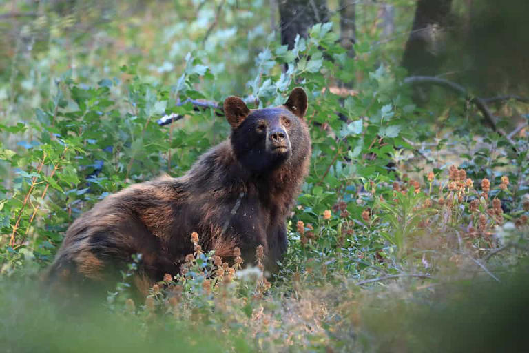 The black bear: Louisiana’s rarely seen state mammal