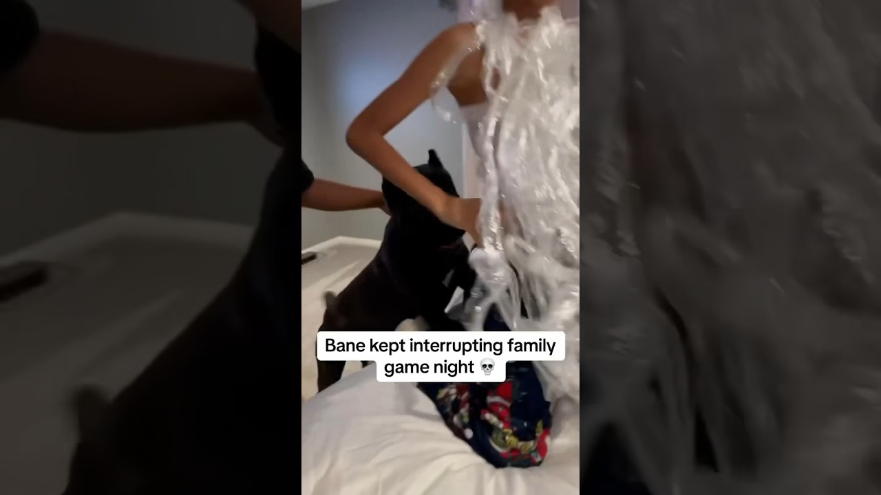 Dog has zero chill and chaos always follows him