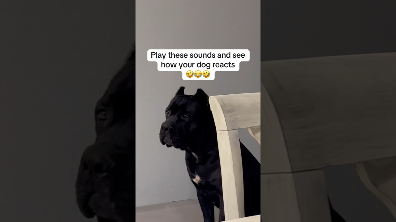 Dog reacts hilariously to unexpected sounds