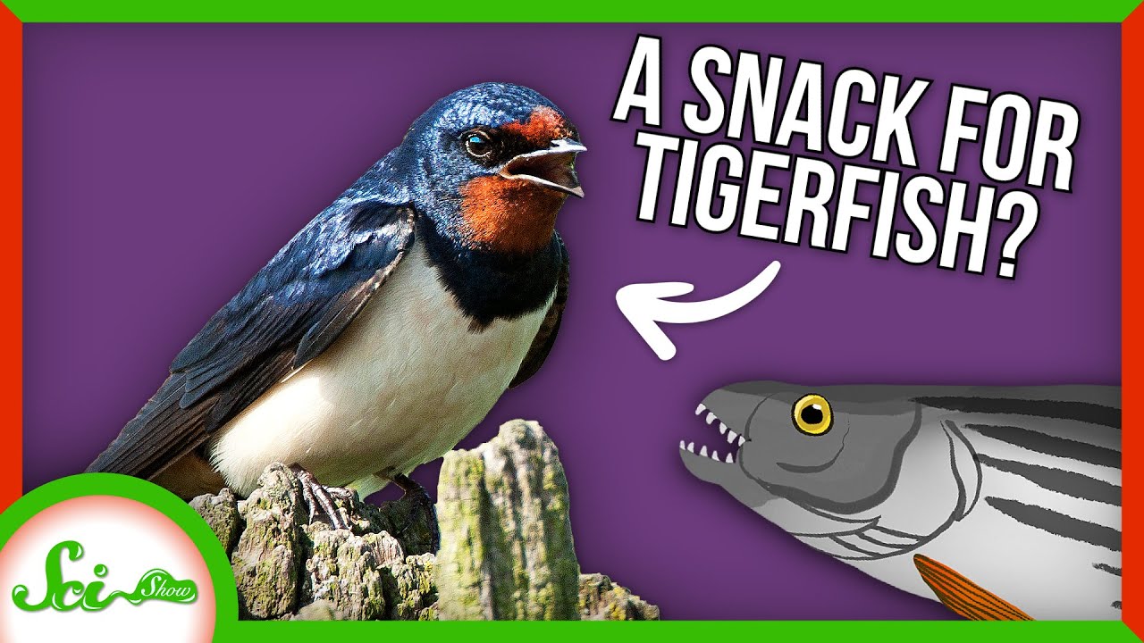 How to catch a bird if you’re a fish