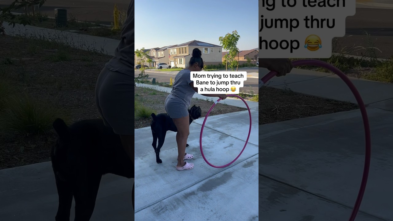 Mom tries to hula hoop-train her easily distracted guard dog