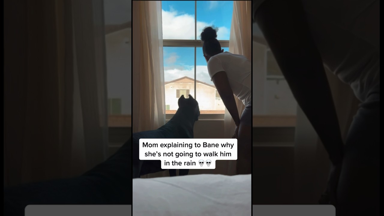 Dog learns Black Lady haircare the hard (and funny) way