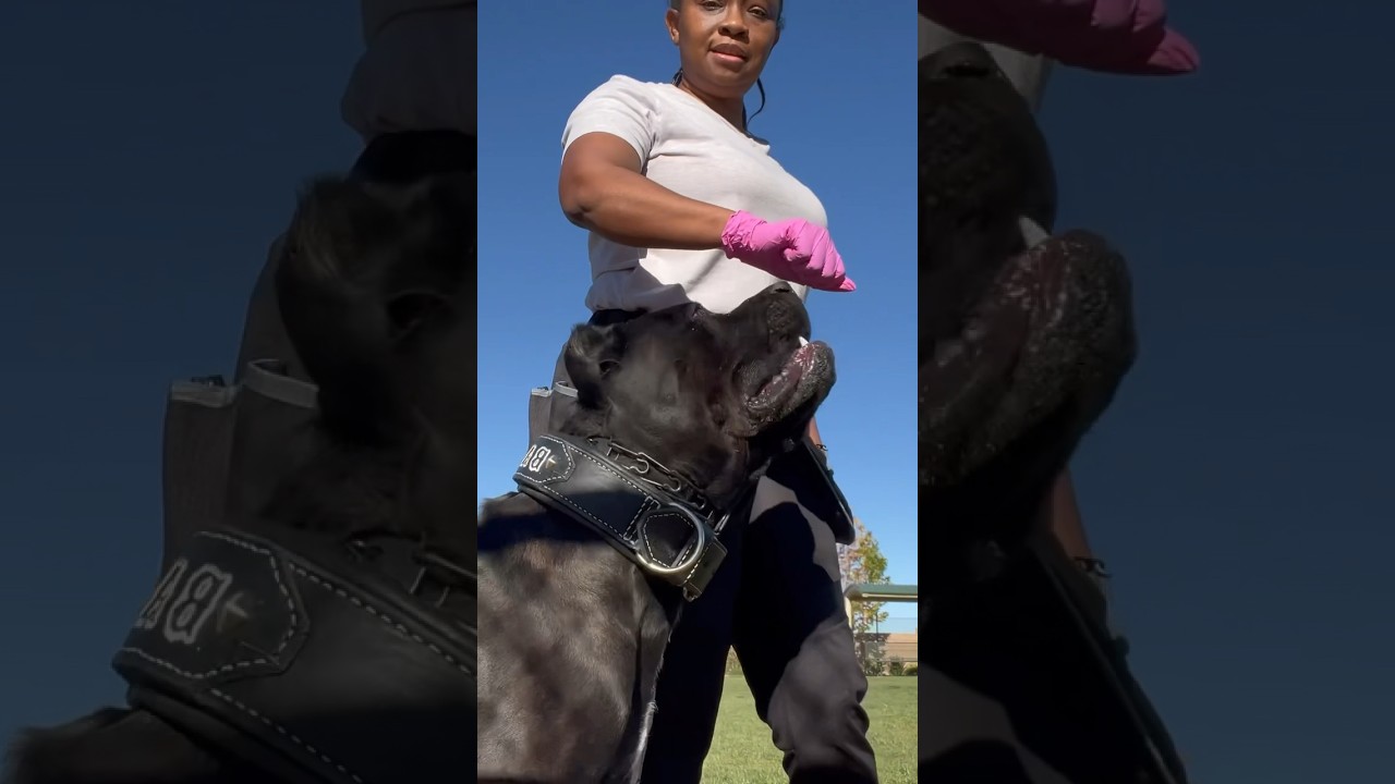 Dog’s training journey turns him into a chaotic superstar
