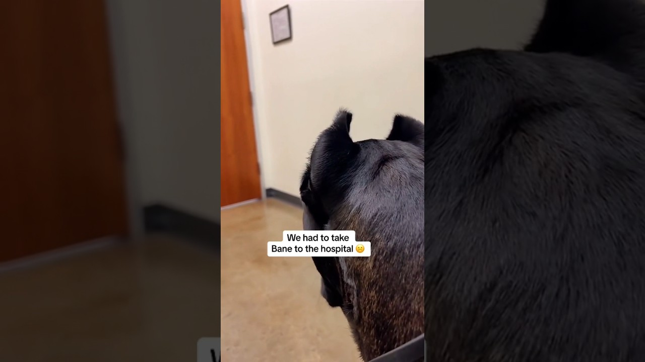 Dog’s outdoor fun takes a painful turn with scary moment