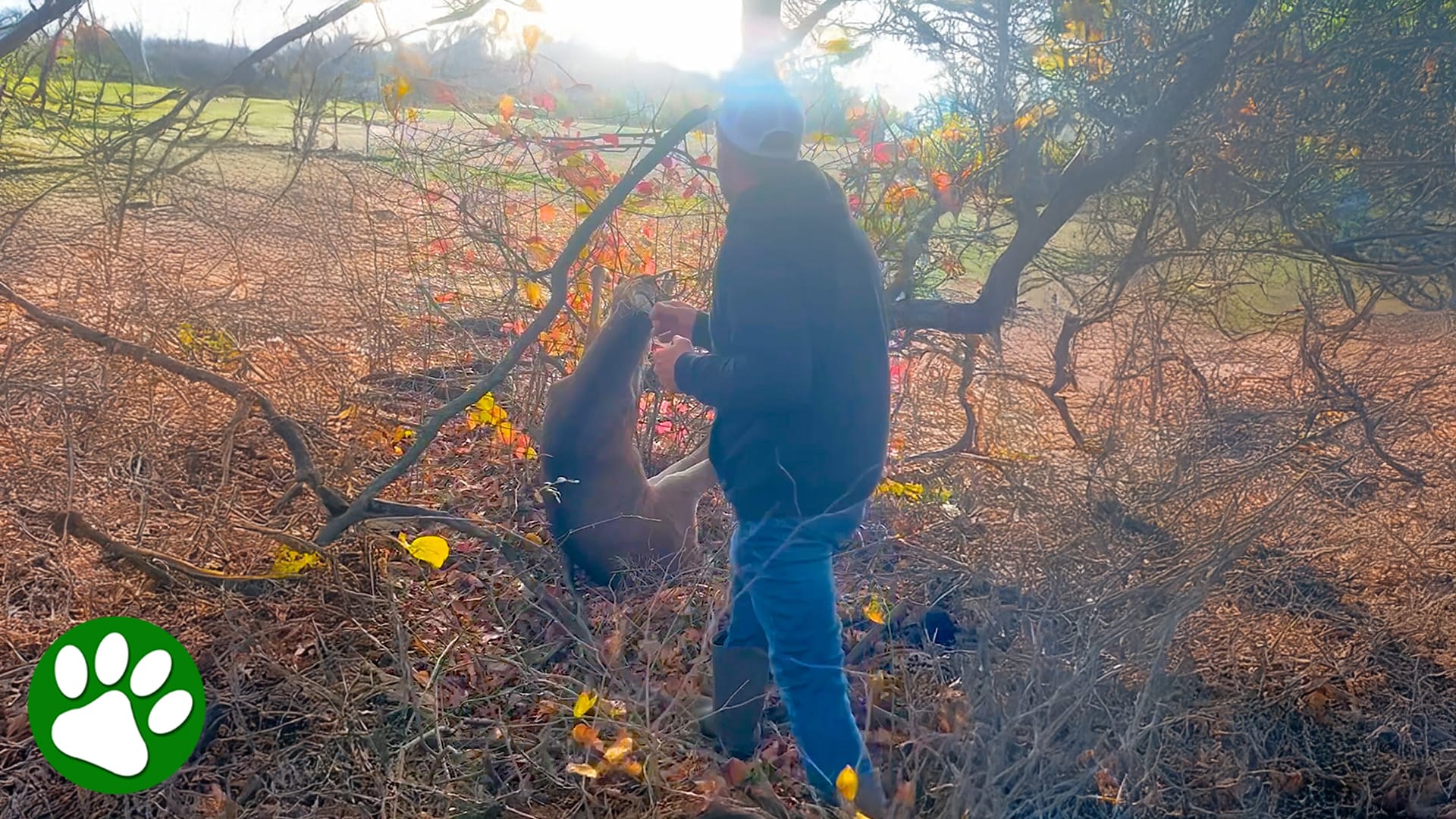 Brave man gets knocked down rescuing a deer