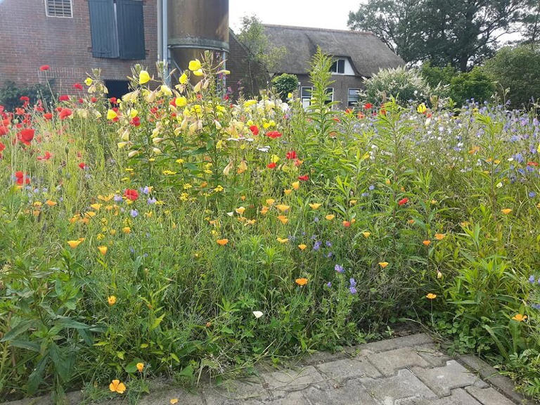 Proud homeowner stuns with photos of unorthodox yard: 'Absolutely ...